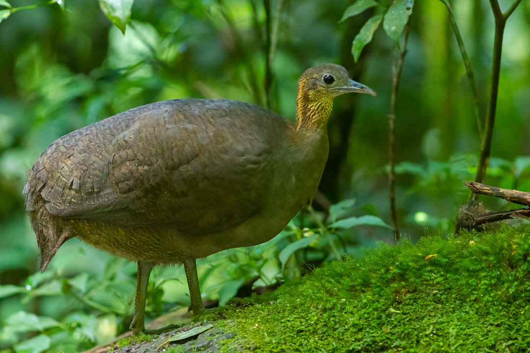 Foto macuco (Tinamus solitarius) Por Rafael Moreira | Wiki Aves - A ...