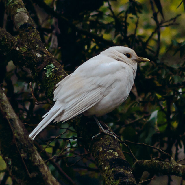 Foto sabiá-laranjeira (Turdus rufiventris) Por Ramon Ruiz | Wiki Aves ...