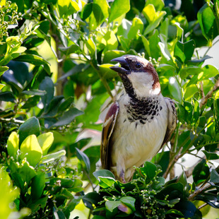 pardal (Passer domesticus) | WikiAves - A Enciclopédia das Aves do Brasil