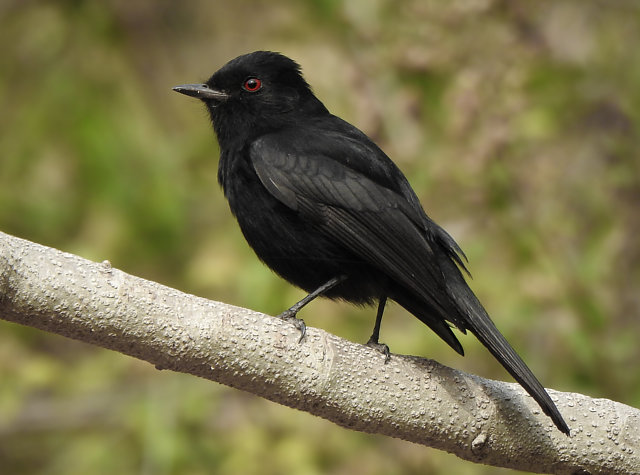 maria-preta-do-sul (Knipolegus hudsoni) | WikiAves - A Enciclopédia das ...
