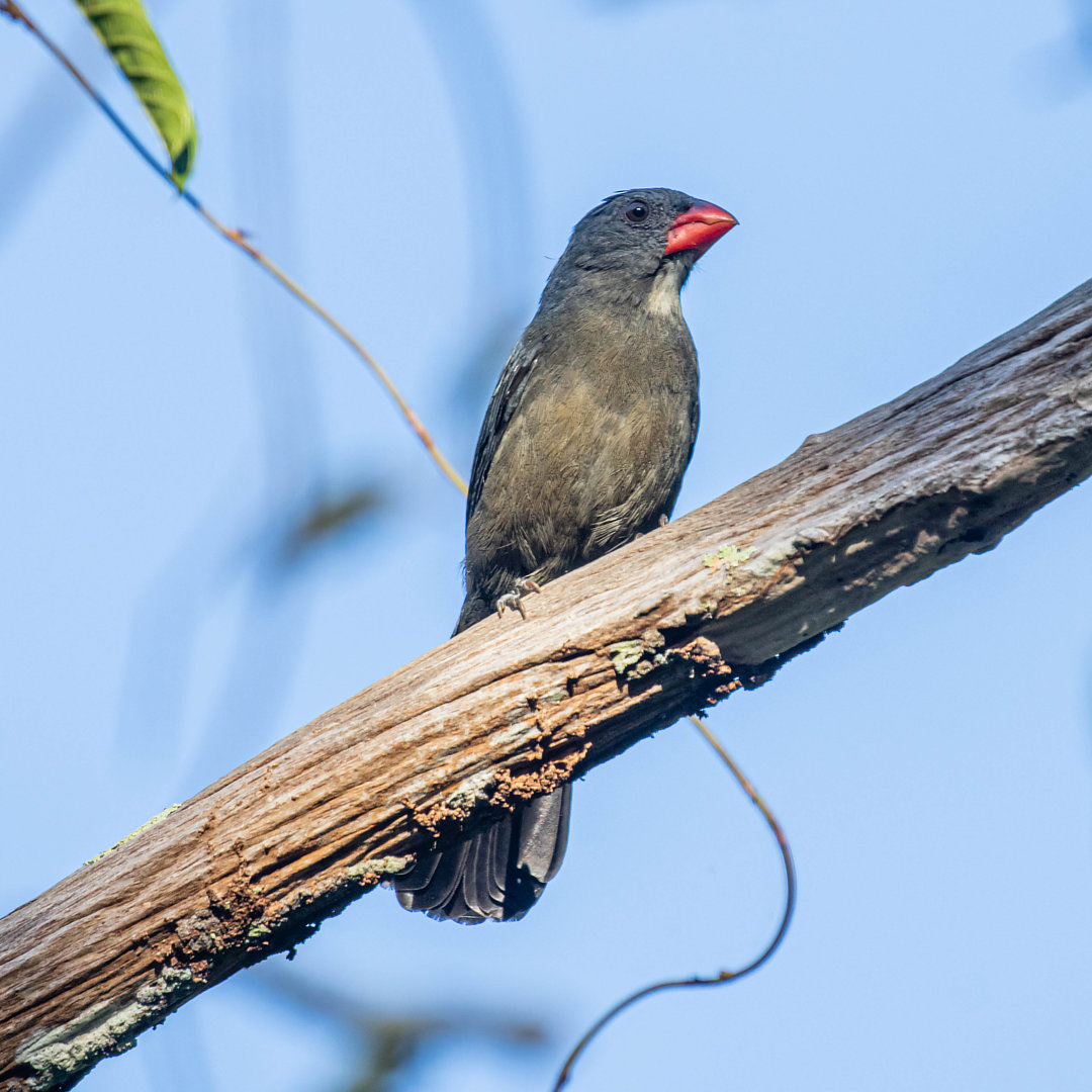 Foto bico-encarnado (Saltator grossus) Por Joaquim Barros | Wiki Aves ...