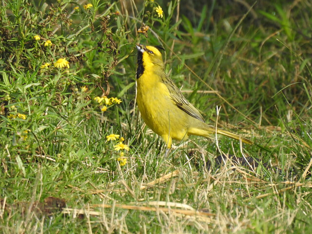 Foto cardeal-amarelo (Gubernatrix cristata) Por Lauren Rumpel | Wiki ...
