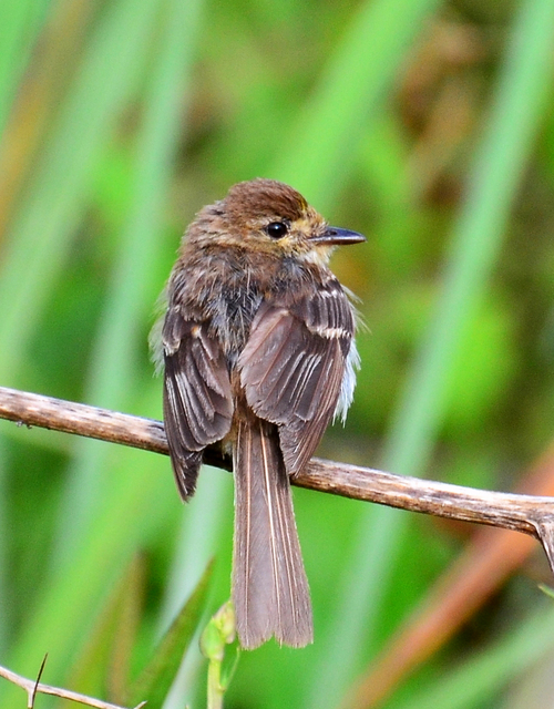 Foto filipe (Myiophobus fasciatus) Por Paulo Dellalio | Wiki Aves - A ...