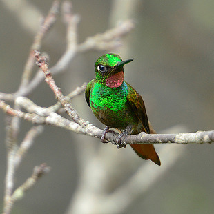 beija-flor-rubi (Heliodoxa rubricauda) | WikiAves - A Enciclopédia das ...