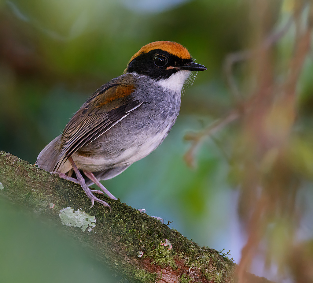 Foto cuspidor-de-máscara-preta (Conopophaga melanops) Por Frederico ...