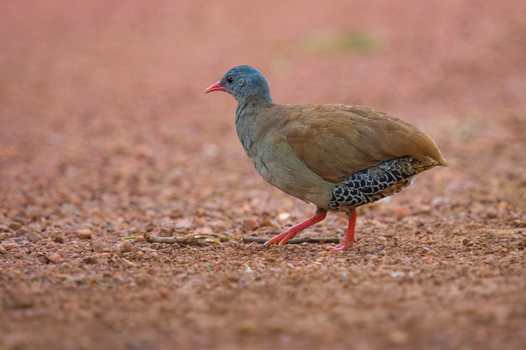 Foto inhambu-chororó (Crypturellus parvirostris) Por Marcelo Telles ...