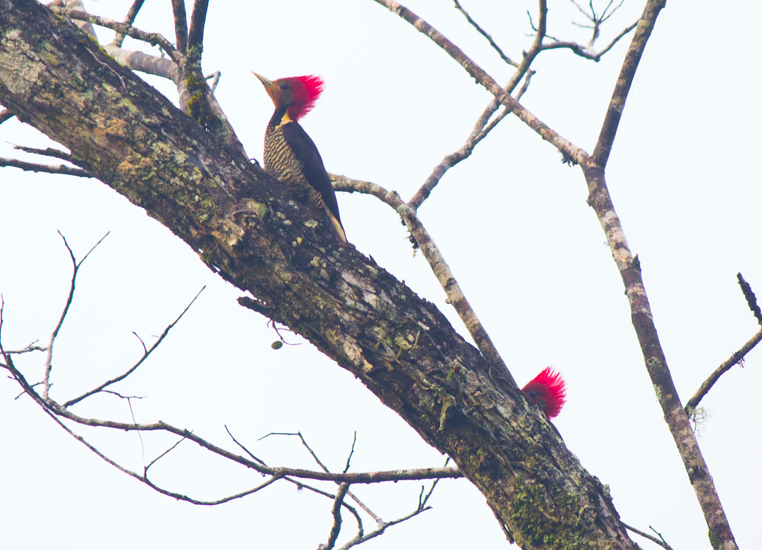 Foto pica-pau-de-cara-canela (Celeus galeatus) Por Fernando Igor de Godoy | Wiki Aves - A ...
