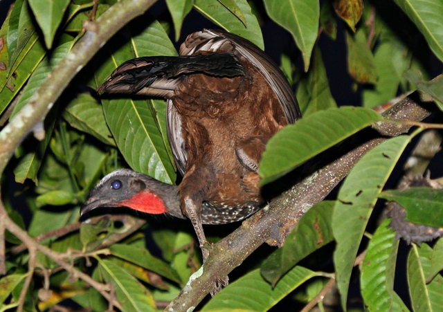 Foto jacuguaçu (Penelope obscura) Por Antonio Vilela | Wiki Aves - A ...
