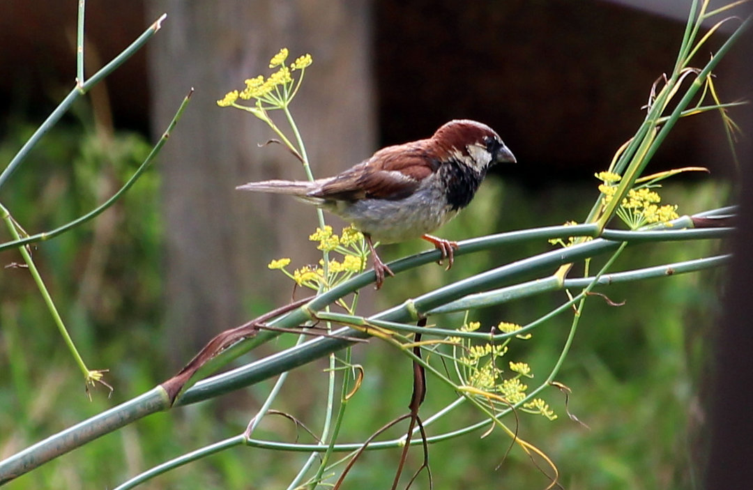 Foto pardal (Passer domesticus) Por Vagner B Abranches | Wiki Aves - A ...