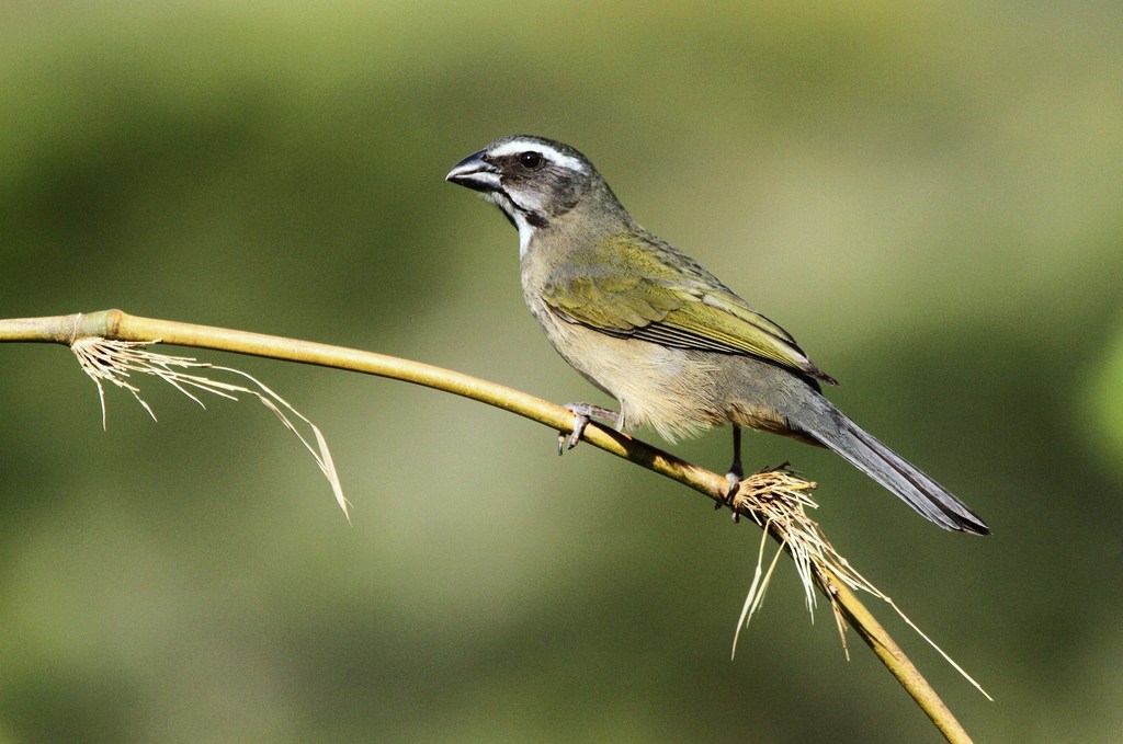 Foto trinca-ferro (Saltator similis) Por José Branco | Wiki Aves - A ...
