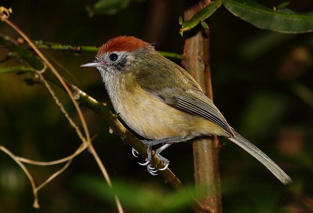 Foto verdinho-coroado (Hylophilus poicilotis) Por João Castro | Wiki ...