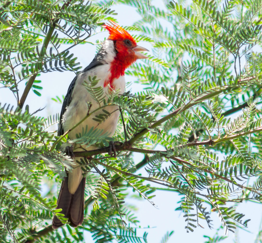 Foto cardeal (Paroaria coronata) Por Nando | Wiki Aves - A Enciclopédia ...