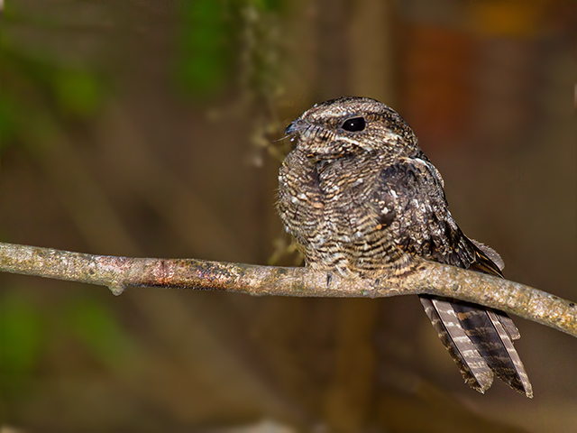 Foto acurana (Hydropsalis climacocerca) Por Júlio Silveira | Wiki Aves ...