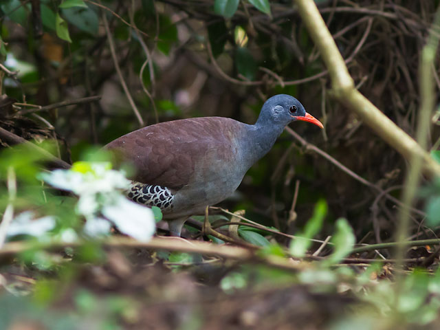 Foto inhambu-chintã (Crypturellus tataupa) Por Sérgio Messias | Wiki ...