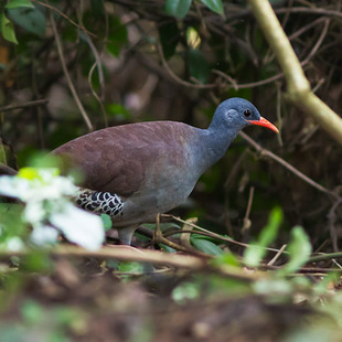 inhambu-chintã (Crypturellus tataupa) | WikiAves - A Enciclopédia das ...