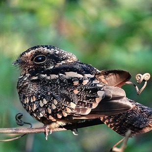 bacurau-de-rabo-maculado (Hydropsalis maculicaudus) | WikiAves - A ...
