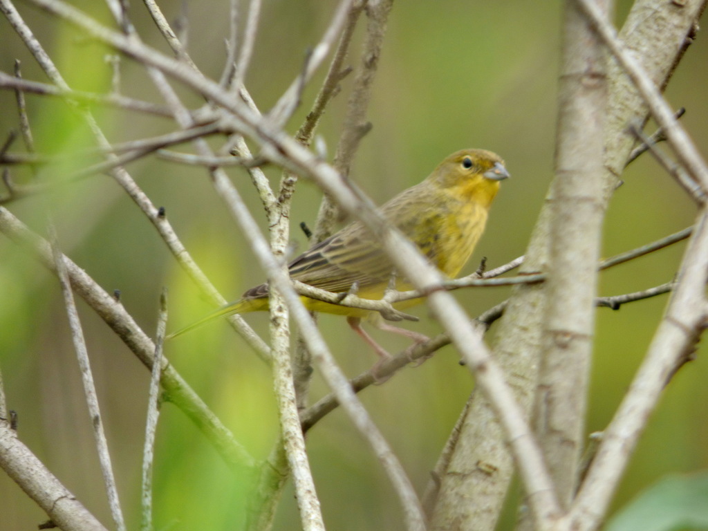Foto canário-rasteiro (Sicalis citrina) Por Ramón Dueñas Nuñes | Wiki ...