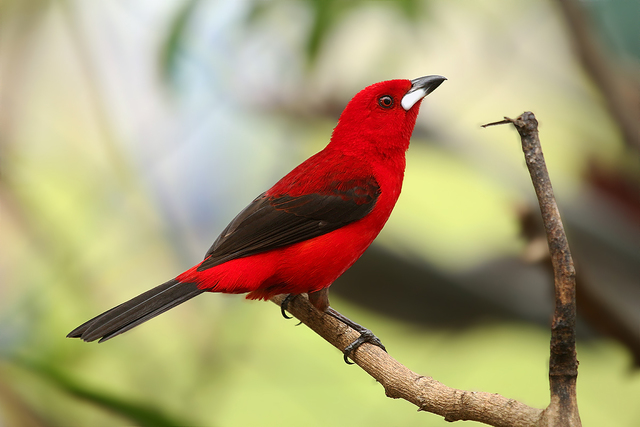tiê-sangue (Ramphocelus bresilia) | WikiAves - A Enciclopédia das Aves ...