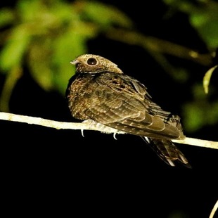 bacurau-de-cauda-barrada (Nyctiprogne leucopyga) | WikiAves - A ...