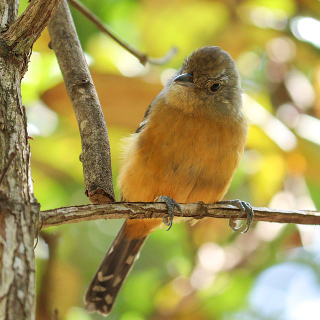 Foto choca-da-mata (Thamnophilus caerulescens) Por Bianca Pinho | Wiki ...