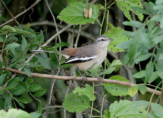 Foto calhandra-de-três-rabos (Mimus triurus) Por Jayrson Araújo | Wiki ...