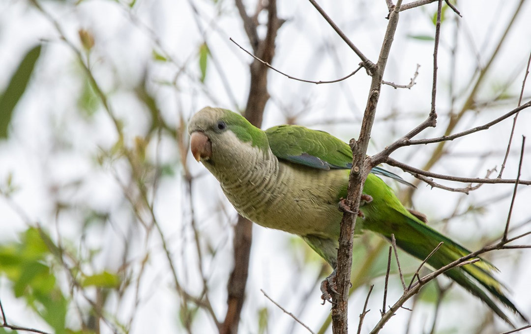 Foto caturrita (Myiopsitta monachus) Por José Pireni | Wiki Aves - A ...