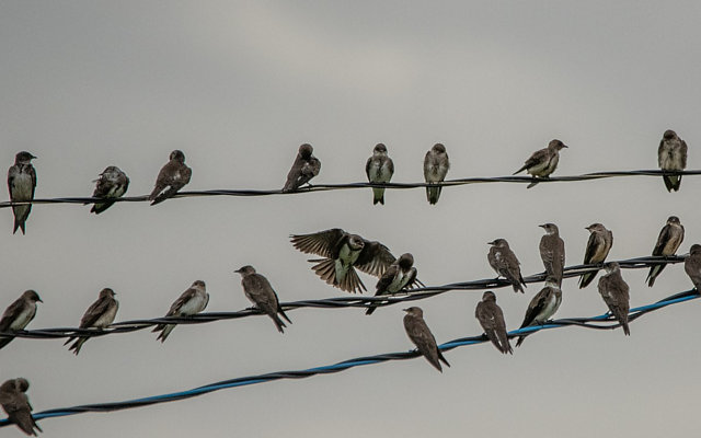 Foto andorinha-do-campo (Progne tapera) Por José Pireni | Wiki Aves - A ...