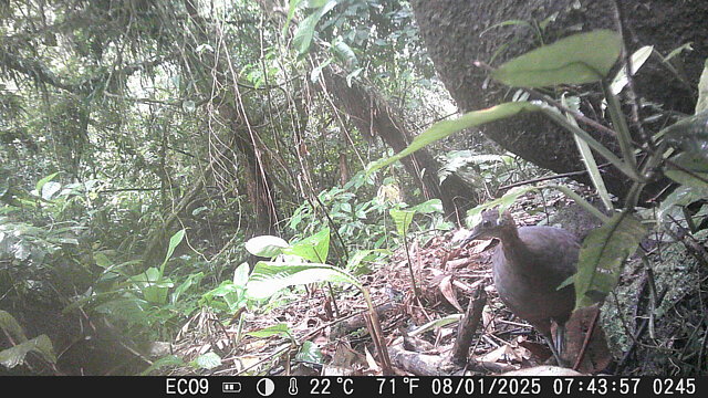 Foto macuco (Tinamus solitarius) Por André Oliveira 4 | Wiki Aves - A ...