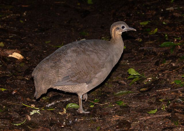 Foto macuco (Tinamus solitarius) Por Thiago F. Martins | Wiki Aves - A ...