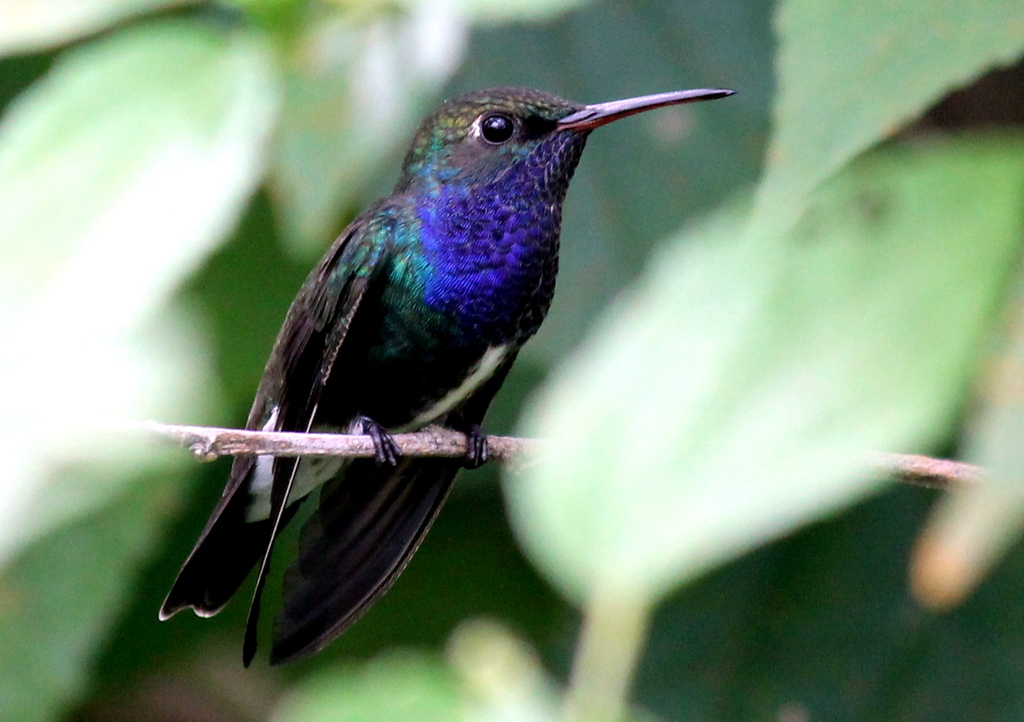 Foto beija-flor-de-peito-azul (Chionomesa lactea) Por Vagner Bordin ...
