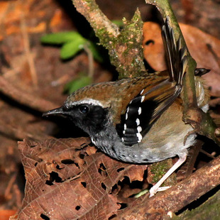 papa-formiga-de-grota (Myrmoderus squamosus) | WikiAves - A ...