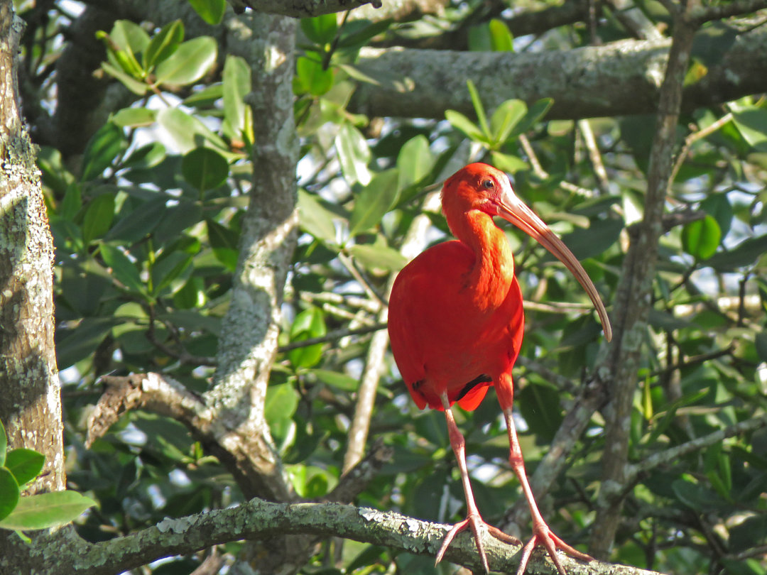 Foto guará (Eudocimus ruber) Por Reinaldo Dutra Junior | Wiki Aves - A ...