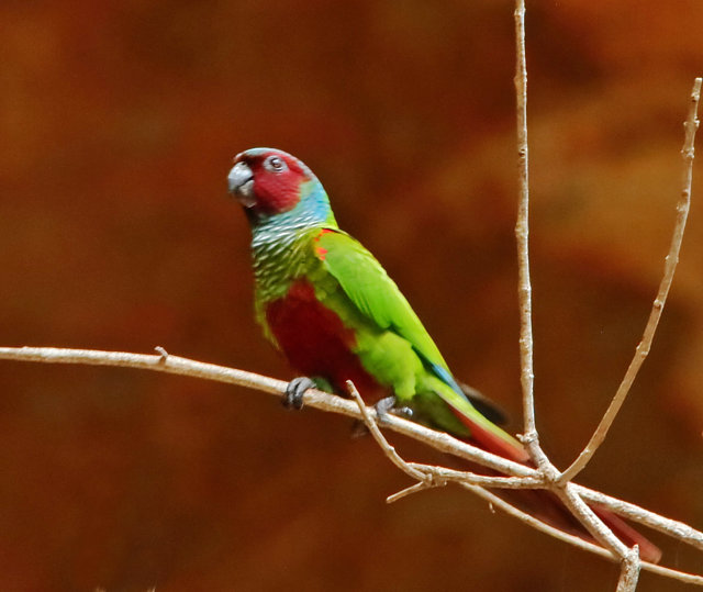 Foto tiriba-do-paranã (Pyrrhura pfrimeri) Por Ivo Zecchin | Wiki Aves - A Enciclopédia das Aves ...