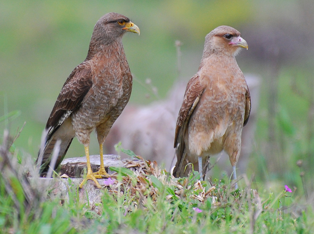Foto chimango (Milvago chimango) Por Paulo Fenalti | Wiki Aves - A ...