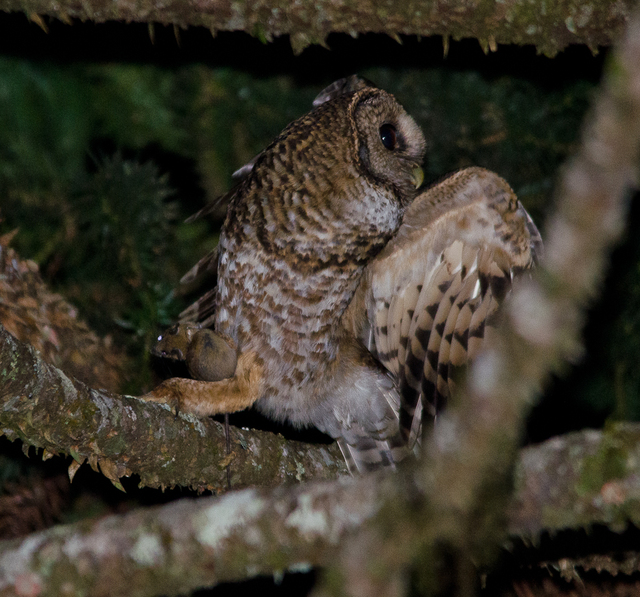 Foto coruja-listrada (Strix hylophila) Por Osmar Slompo | Wiki Aves - A ...