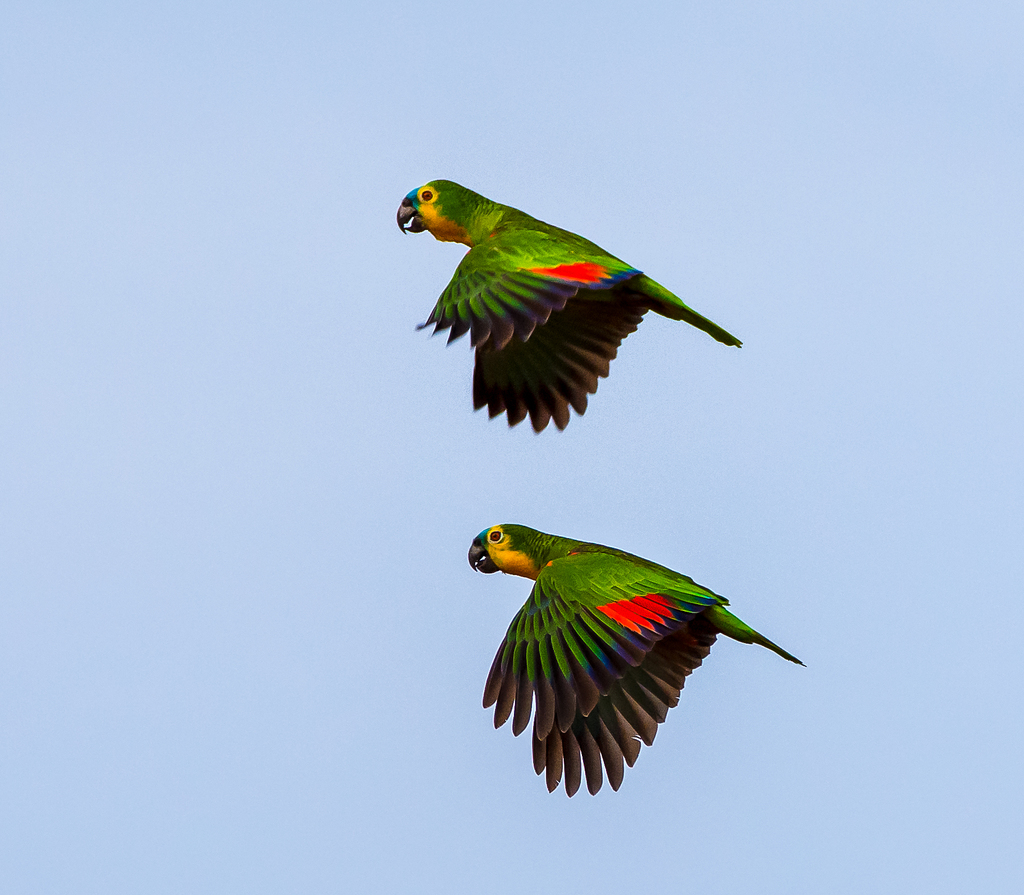 Foto papagaio-verdadeiro (Amazona aestiva) Por Roseanne Almeida | Wiki ...