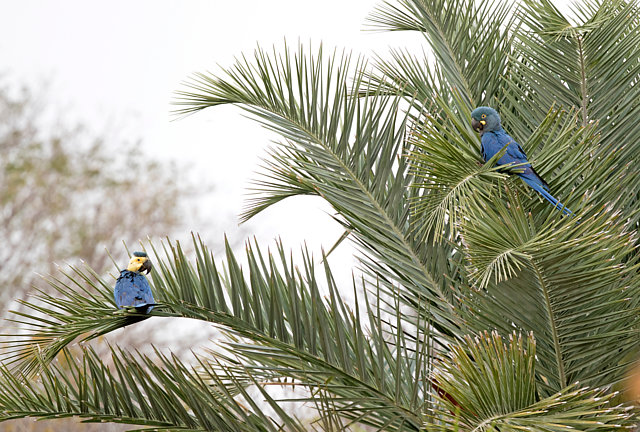 Foto arara-azul-de-lear (Anodorhynchus leari) Por Ciro Albano | Wiki ...