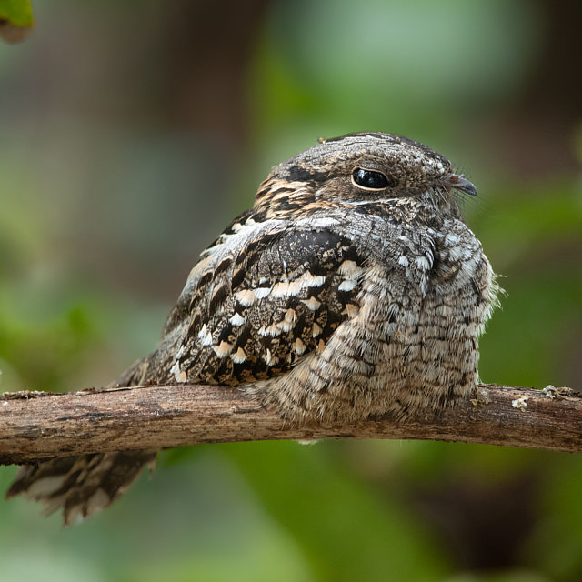 Foto bacurau-chintã (Hydropsalis parvula) Por Wilson Vieira Pr | Wiki ...
