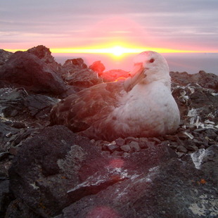 Procellariidae | WikiAves - A Enciclopédia das Aves do Brasil