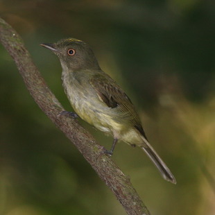fruxu-de-barriga-amarela (Neopelma sulphureiventer) | WikiAves - A ...