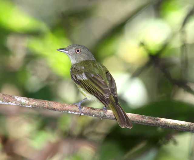 fruxu-de-barriga-amarela (Neopelma sulphureiventer) | WikiAves - A ...