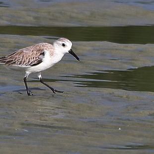 maçarico-branco (Calidris alba) | WikiAves - A Enciclopédia das Aves do ...
