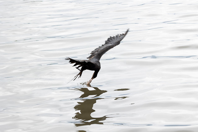 Foto fragata (Fregata magnificens) Por Clarisse Odebrecht | Wiki Aves ...