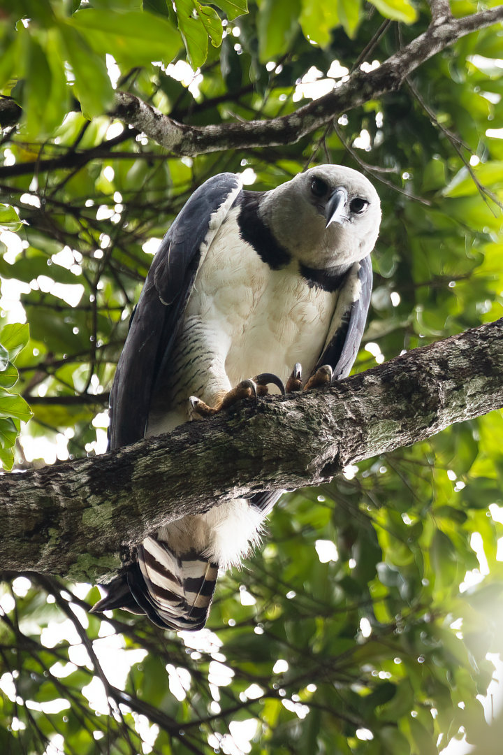Foto gavião-real (Harpia harpyja) Por Luiz Fernando Matos | Wiki Aves ...