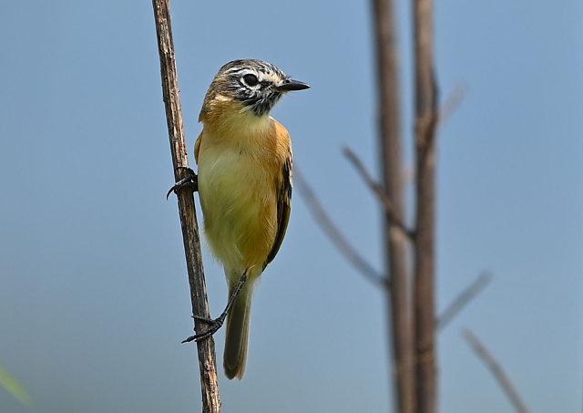 Foto papa-moscas-canela (Polystictus pectoralis) Por Stephen Jones ...
