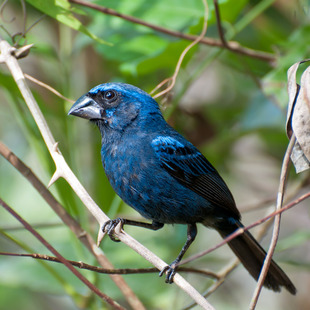 azulão (Cyanoloxia brissonii) | WikiAves - A Enciclopédia das Aves do ...