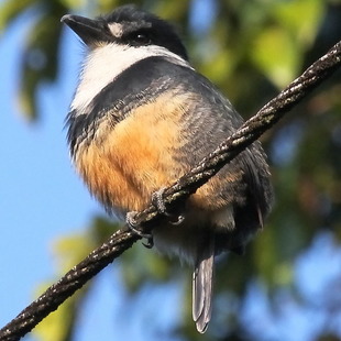 macuru-de-barriga-castanha (Notharchus swainsoni) | WikiAves - A ...