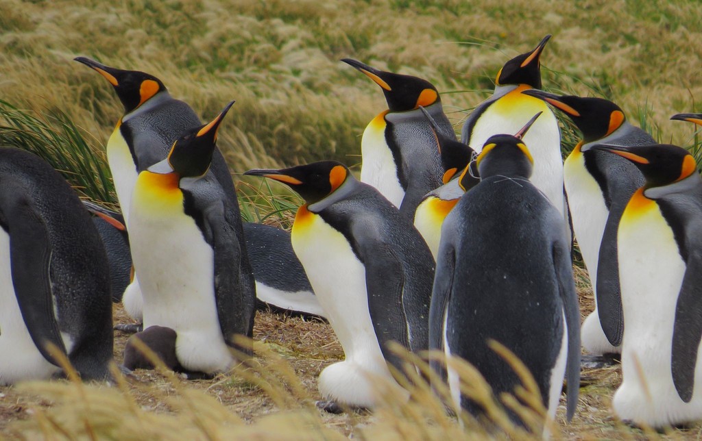 Foto pinguim-rei (Aptenodytes patagonicus) Por Samantha Klein | Wiki ...
