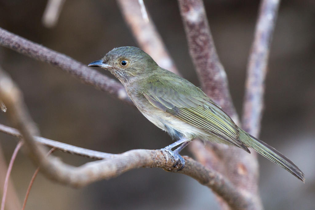 Foto fruxu-do-cerradão (Neopelma pallescens) Por Paulo Fernando ...