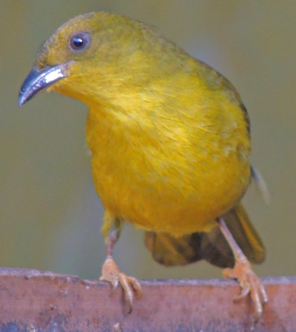 Foto catirumbava (Orthogonys chloricterus) Por João Victor Rodrigues ...
